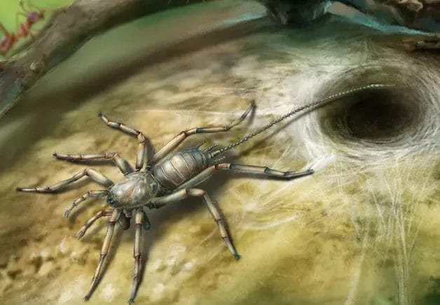 Bog Spiders: Britain's Fascinating Arachnid Treasures – Techperia