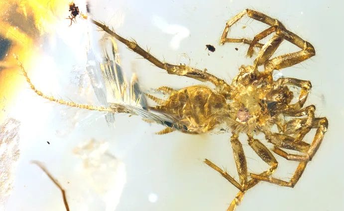 Bog Spiders: Britain's Fascinating Arachnid Treasures – Techperia
